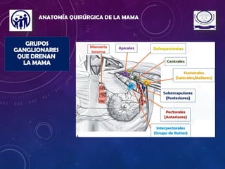 anatomía quirúrgica de mamas ivss 2024.pptx