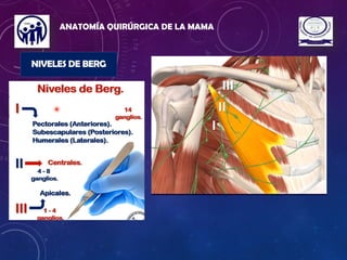 anatomía quirúrgica de mamas ivss 2024.pptx