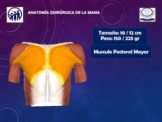 anatomía quirúrgica de mamas ivss 2024.pptx