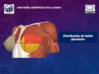 anatomía quirúrgica de mamas ivss 2024.pptx