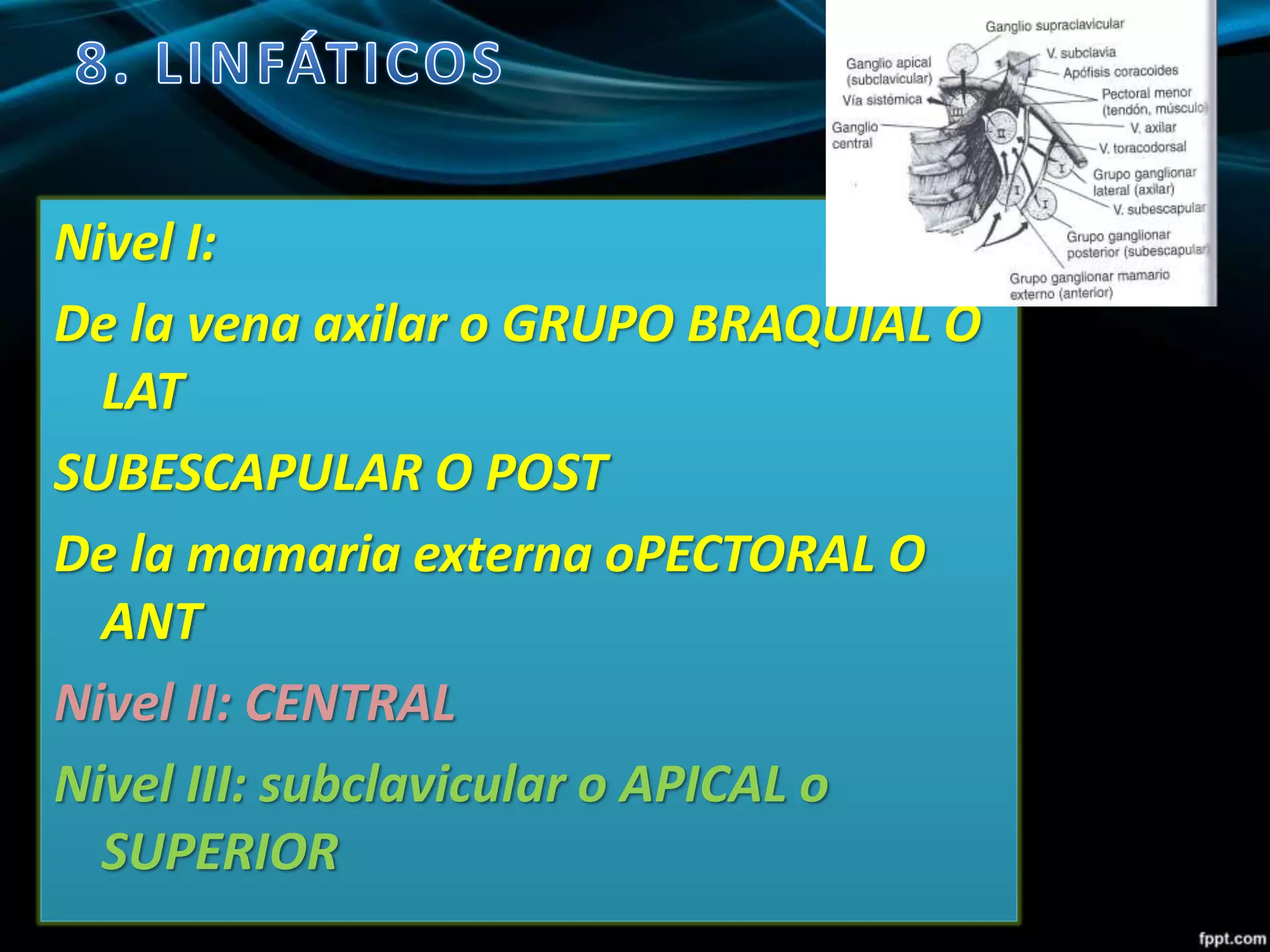 Anatomia de mama scrib.pptx