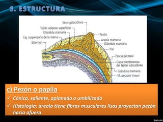 Anatomia de mama scrib.pptx