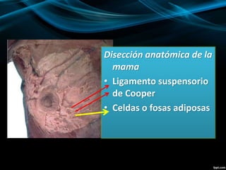 Anatomia de mama scrib.pptx