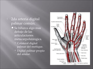 Anatomia de mano | PPT