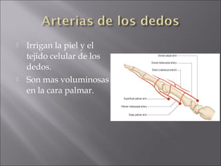 Anatomia de mano | PPT