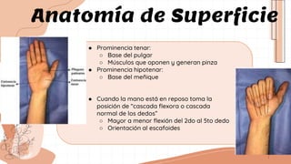 ANATOMIA DE MANO.pptx