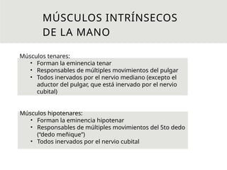 ANATOMIA DE MANO (3).pptx huesos, musculos | PPTX