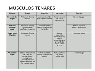 ANATOMIA DE MANO (3).pptx huesos, musculos | PPTX