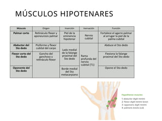 ANATOMIA DE MANO (3).pptx huesos, musculos | PPTX