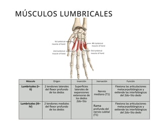 ANATOMIA DE MANO (3).pptx huesos, musculos | PPTX
