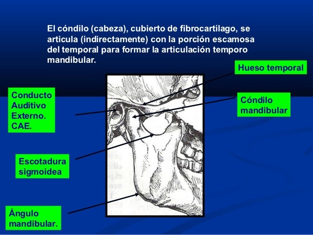 Anatomia de maxilares nuevo
