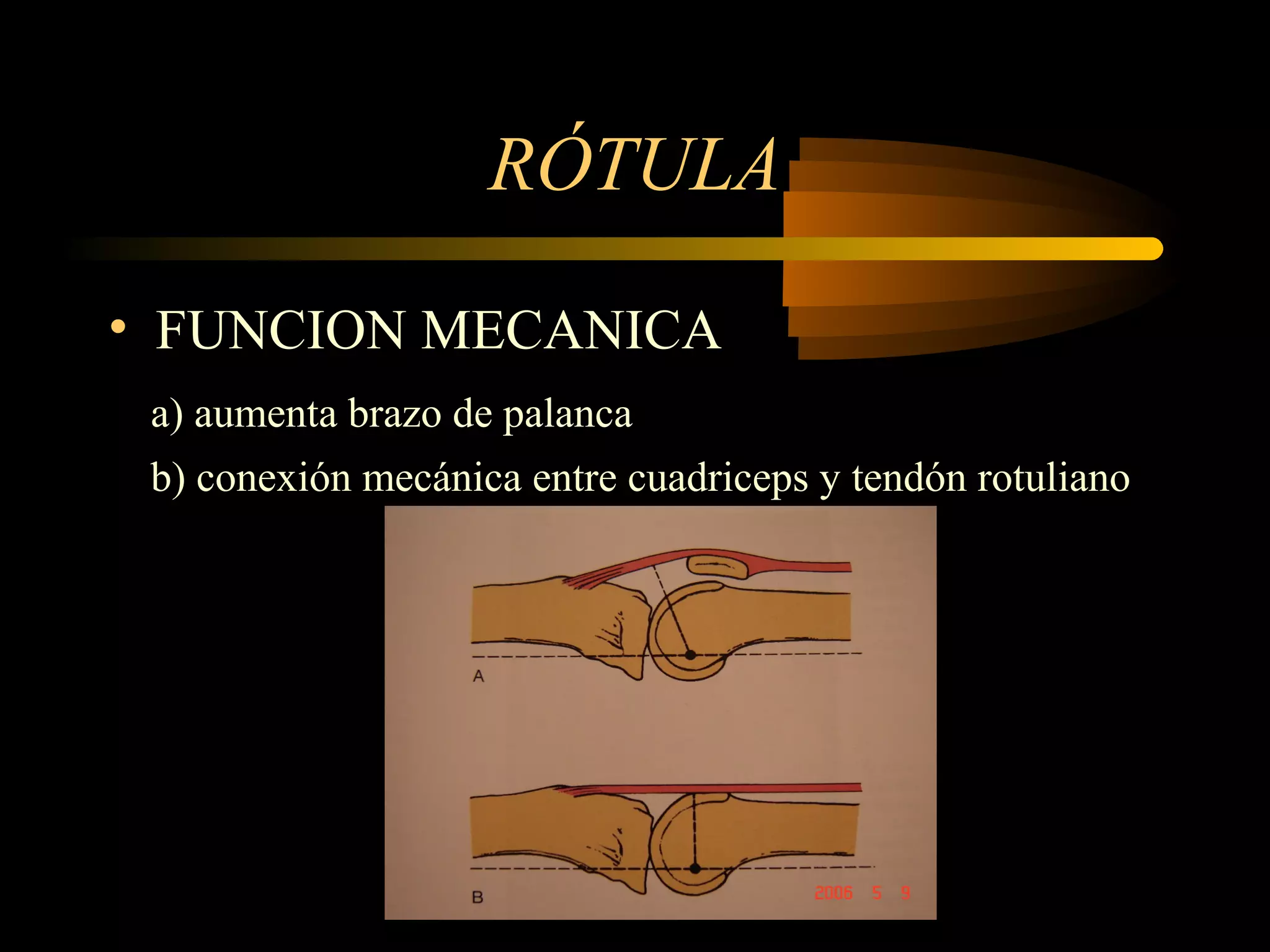 Anatomia de mecanismo extensor de la rodilla | PPT