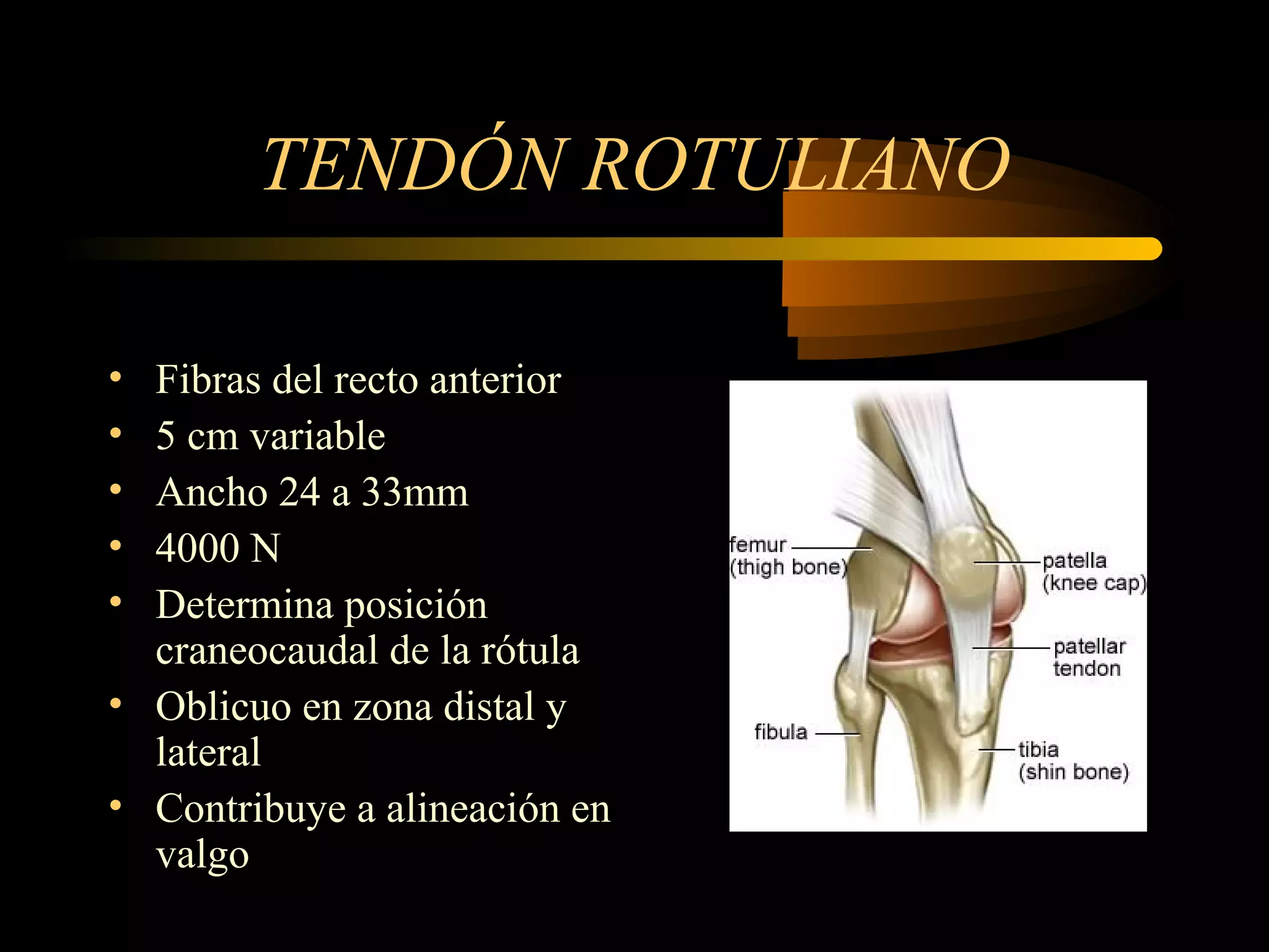 Anatomia de mecanismo extensor de la rodilla | PPT