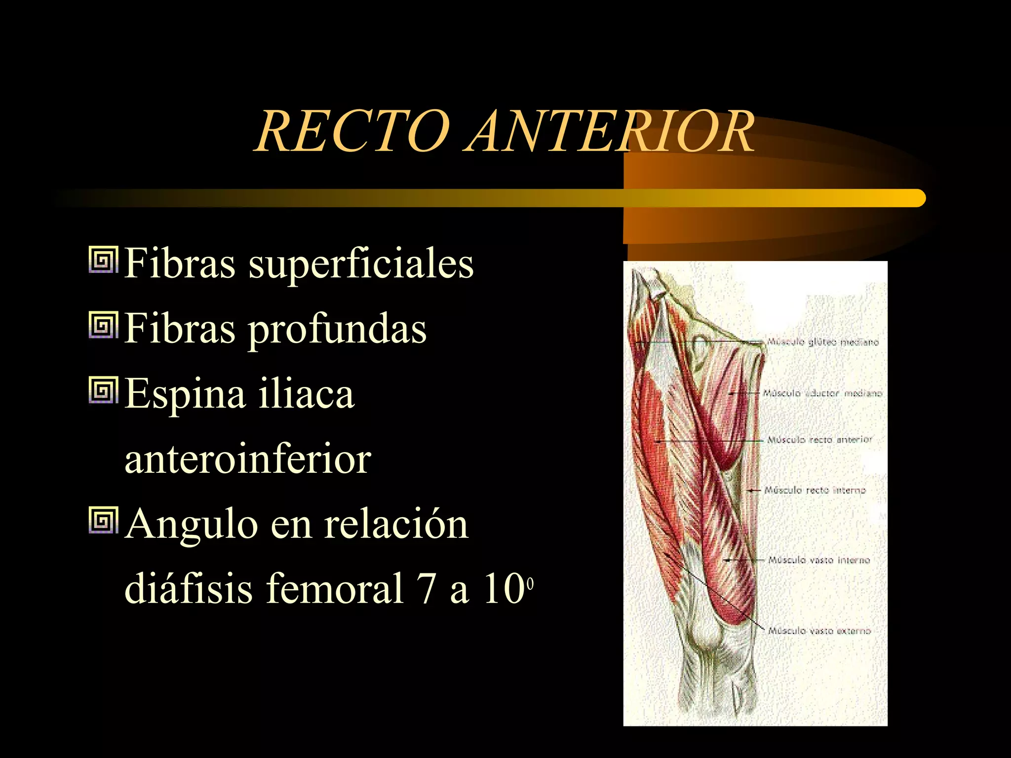 Anatomia de mecanismo extensor de la rodilla | PPT