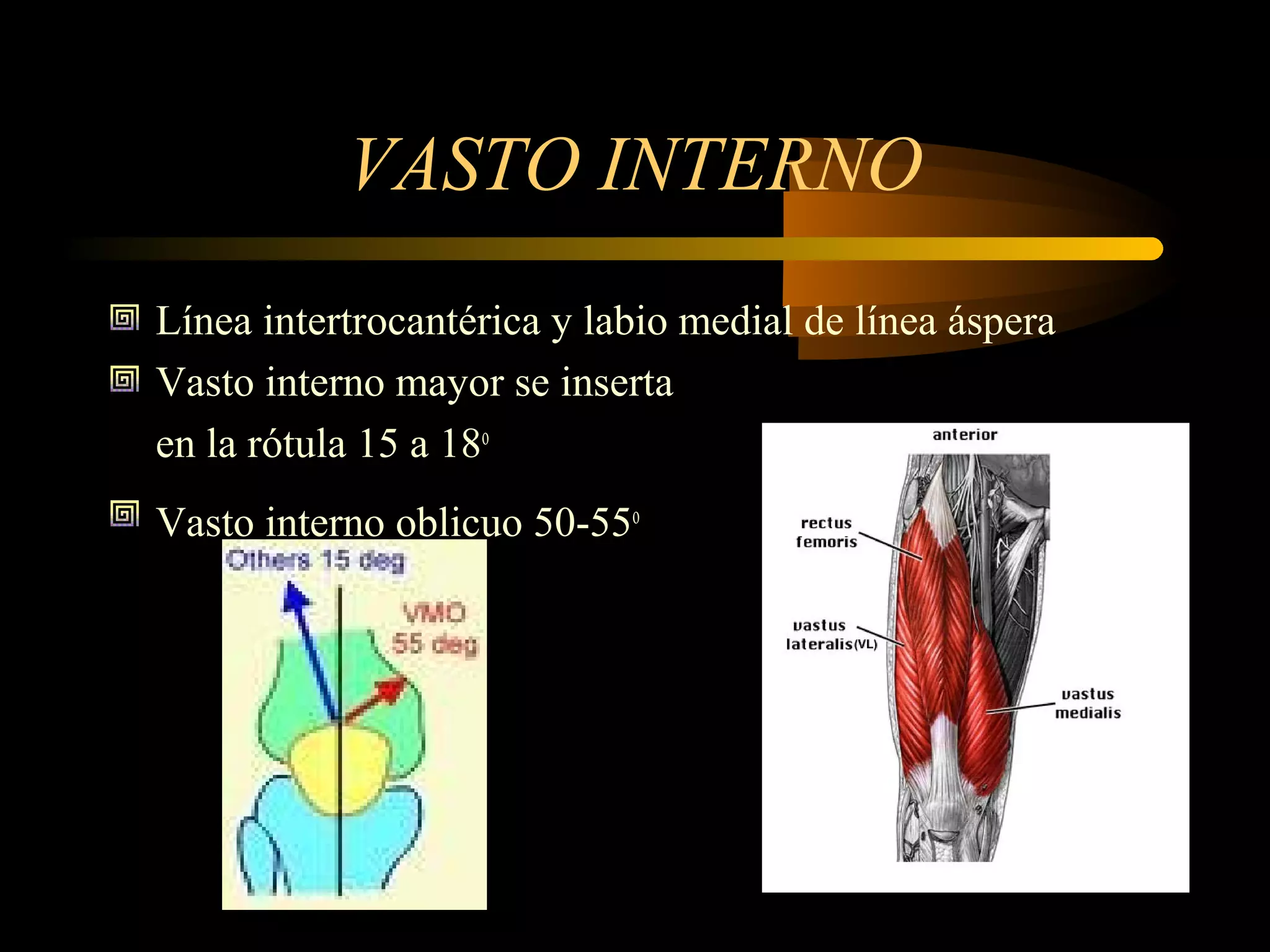 Anatomia de mecanismo extensor de la rodilla | PPT