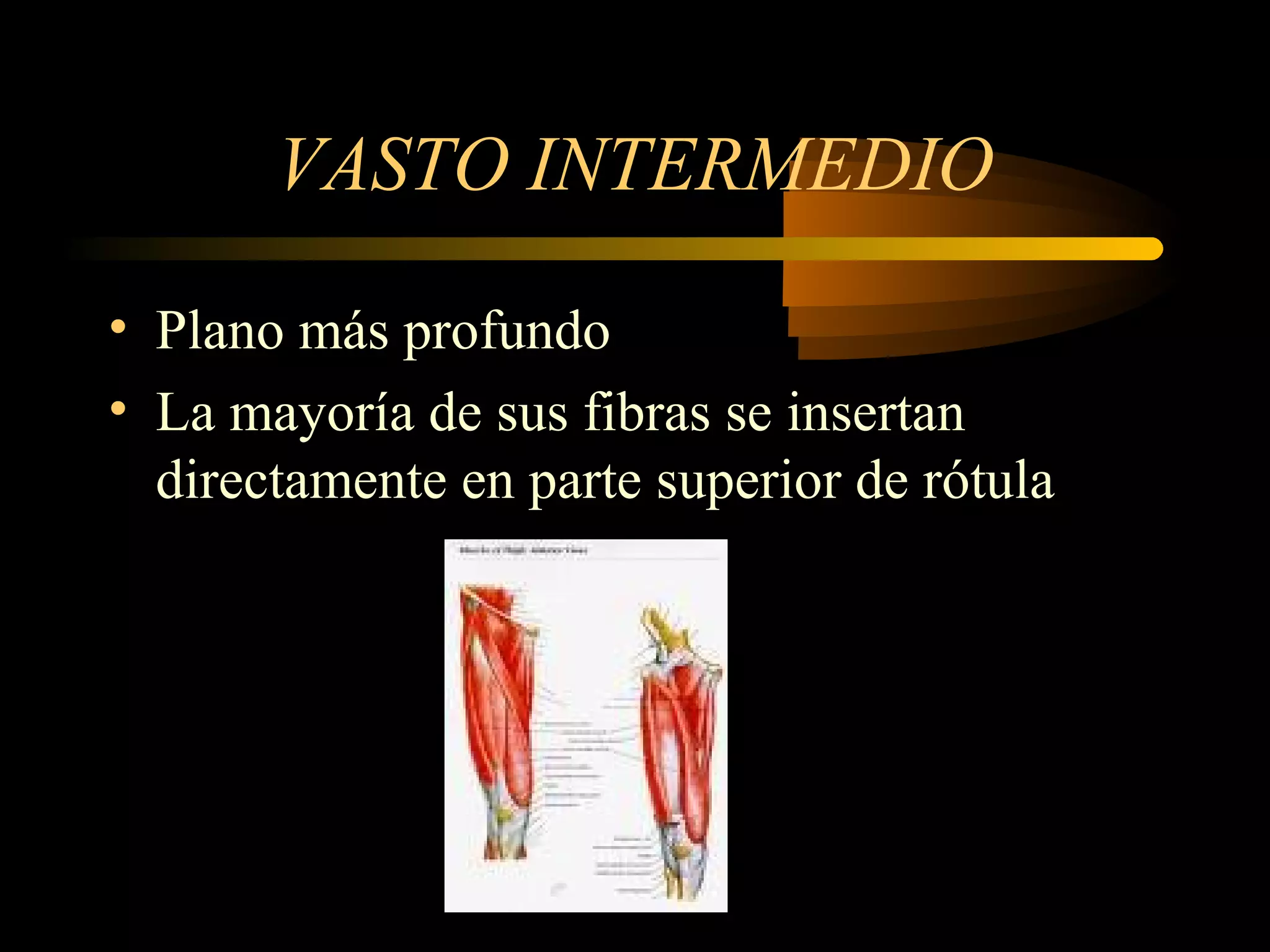 Anatomia de mecanismo extensor de la rodilla | PPT