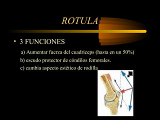 Anatomia de mecanismo extensor de la rodilla | PPT