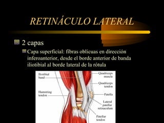 Anatomia de mecanismo extensor de la rodilla | PPT