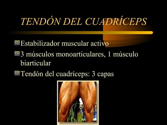 Anatomia de mecanismo extensor de la rodilla | PPT