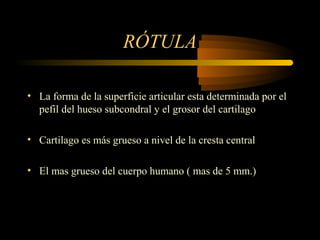 Anatomia de mecanismo extensor de la rodilla | PPT