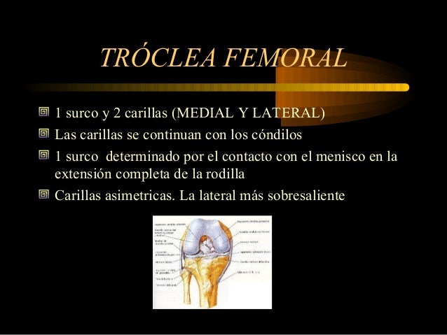 Anatomia de mecanismo extensor de la rodilla