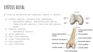 anatomia de miembros inferiores.pptx