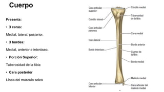 anatomia de miembros inferiores.pptx