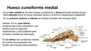 anatomia de miembros inferiores.pptx
