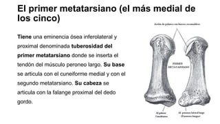 anatomia de miembros inferiores.pptx