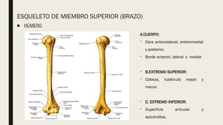 ANATOMIA DE MIEMBRO SUPERIOR básica para estudio | PPTX