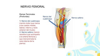 ANATOMIA DE Miembro inferior residentes de anestesiologia | PPTX