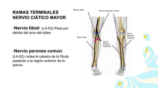 ANATOMIA DE Miembro inferior residentes de anestesiologia | PPTX