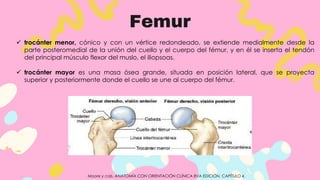 ANATOMIA DE Miembro inferior residentes de anestesiologia | PPT