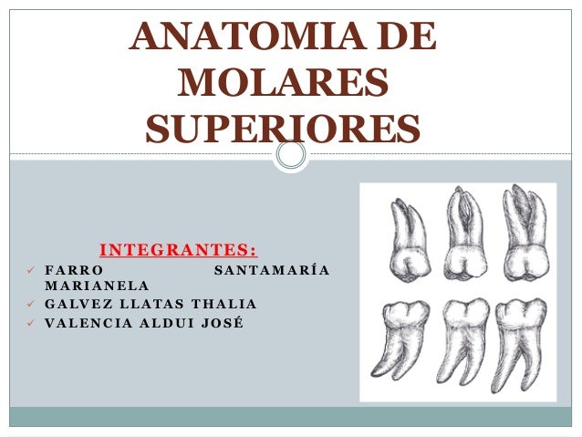 Anatomia de molares (1)