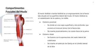 Anatomía de muslo .pptx