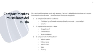 Anatomía de muslo .pptx
