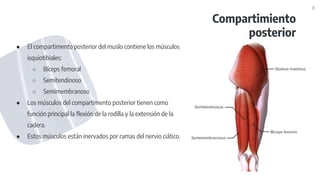 Anatomía de muslo .pptx