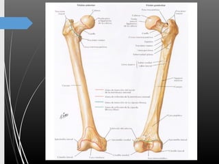 Anatomia de muslo de traumatología y ortopedia.pptx