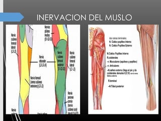 Anatomia de muslo de traumatología y ortopedia.pptx