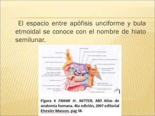 Anatomia de nariz | PPT