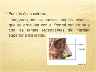 Anatomia de nariz | PPT