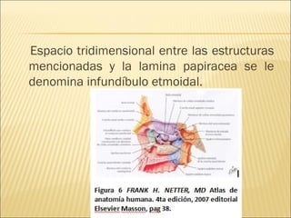 Infundíbulo De La Nariz