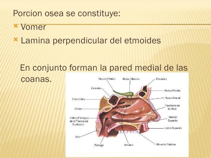 Anatomia de nariz