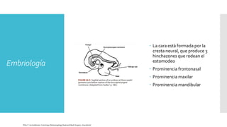 Anatomía de nariz | PPTX
