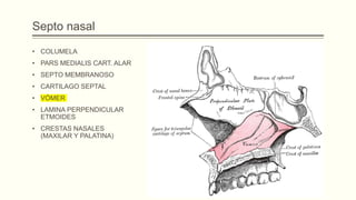 Anatomia de nariz.pptx