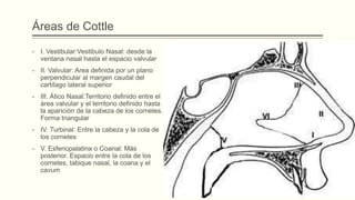 Anatomia de nariz.pptx