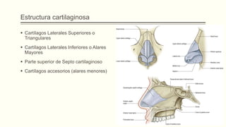 Anatomia de nariz.pptx