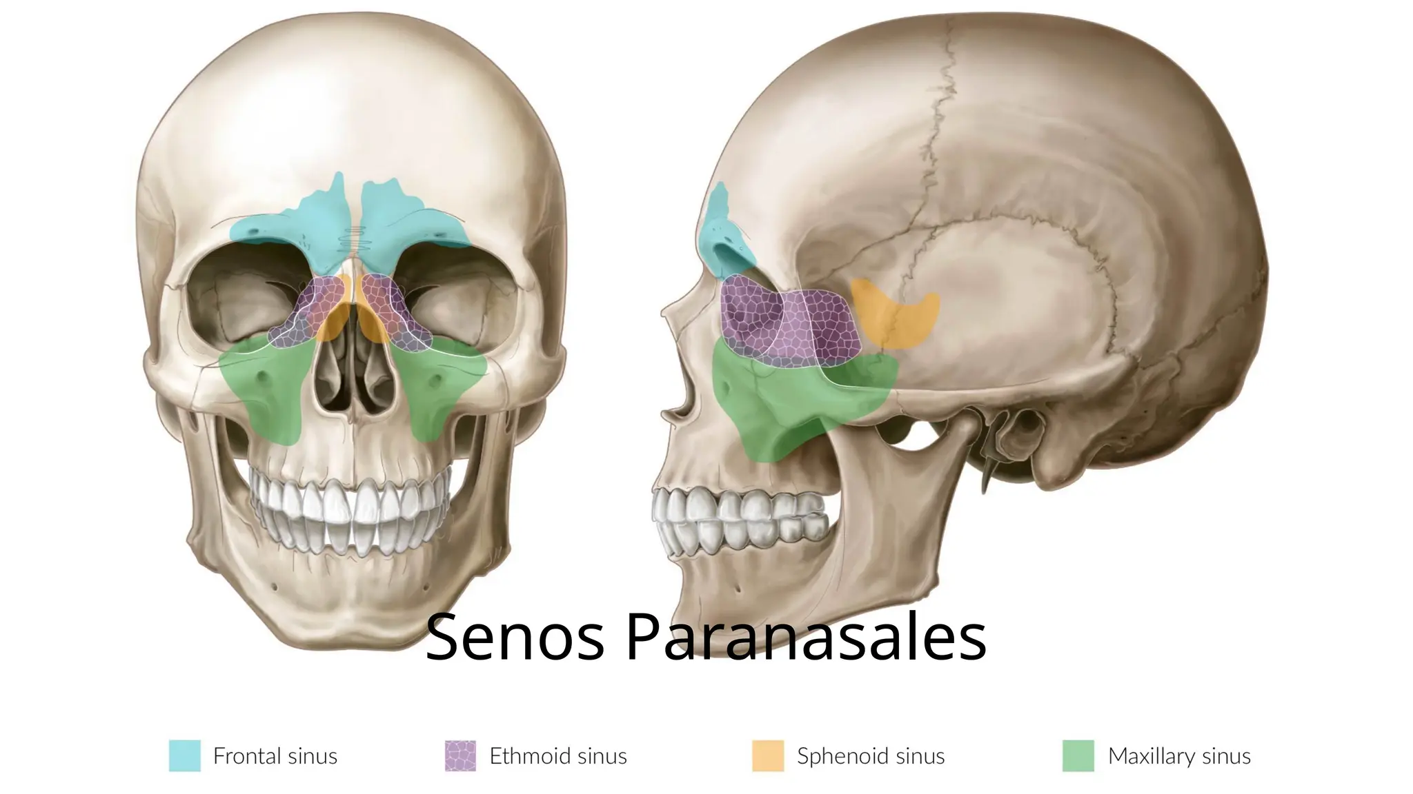 Anatomía de Nariz y Senos paranasales.pptx