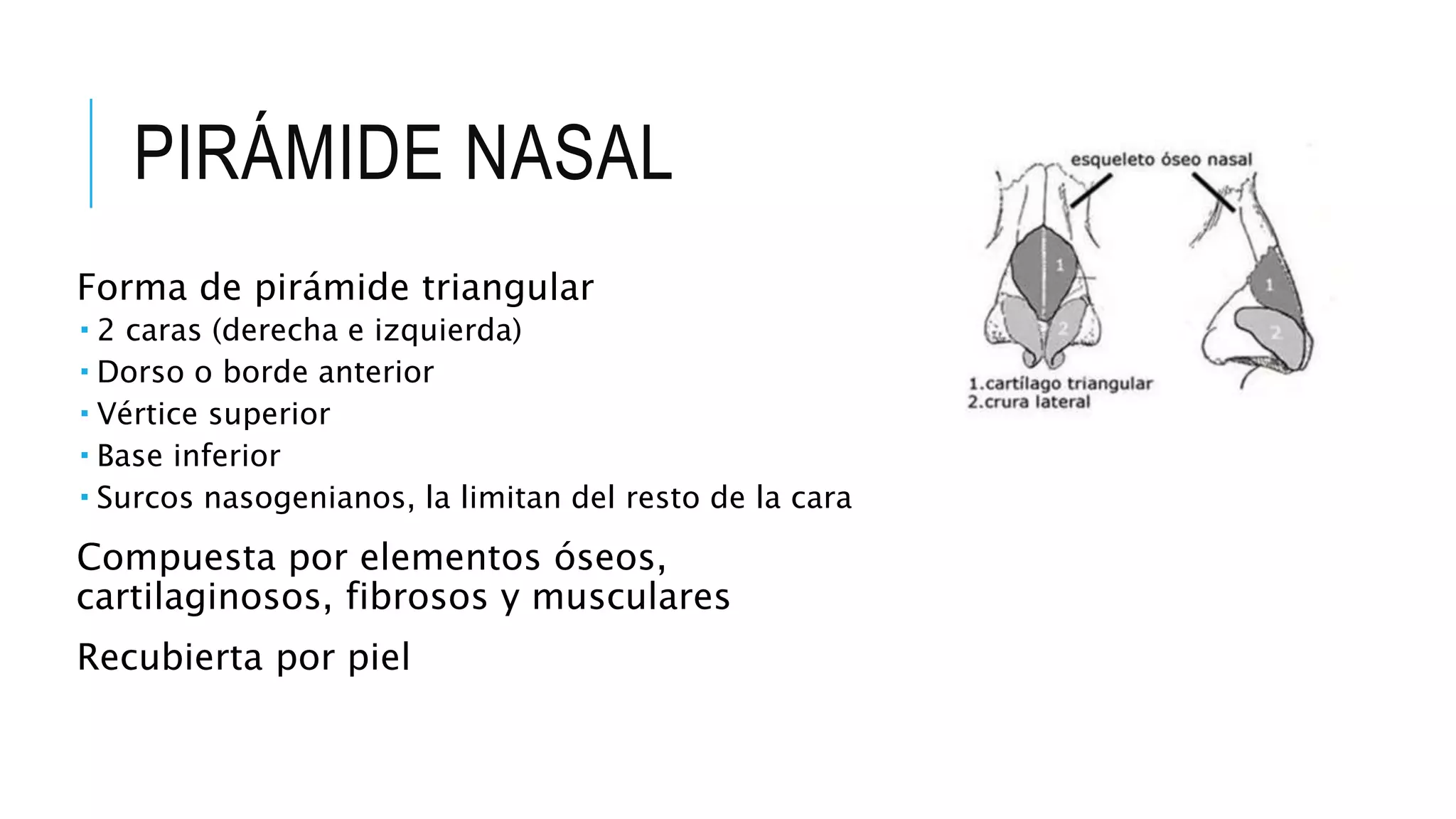 Anatomia de nariz, fosas nasales y senos paranasales.pptx