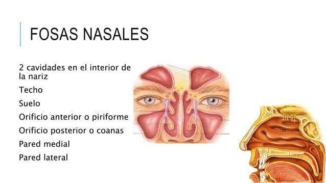Anatomia de nariz, fosas nasales y senos paranasales.pptx